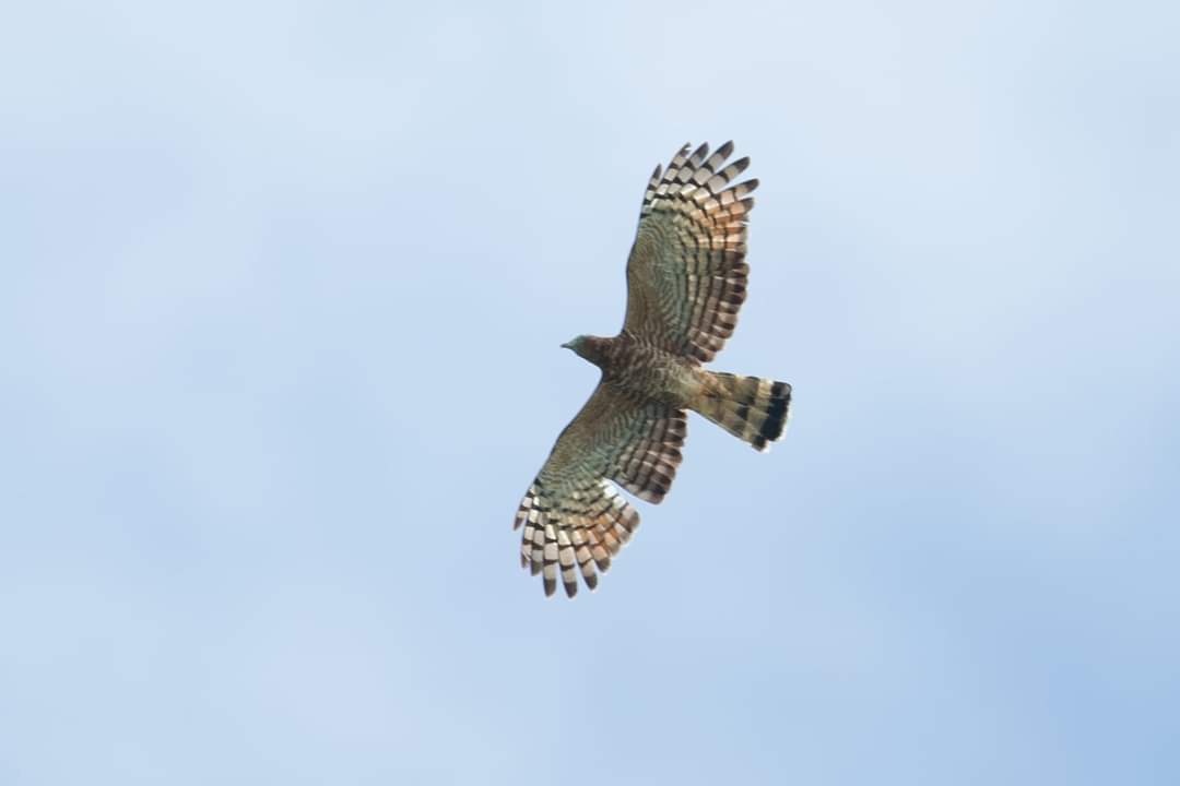 Hawk Watch Monitors Raptors In Belize – PGTV